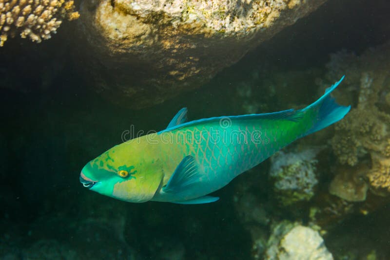 Rusty Parrotfish stock image. Image of ferrugineus, vertebrata - 36639793