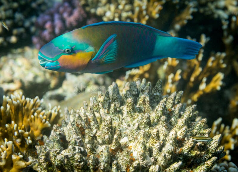 Rusty Parrotfish stock image. Image of perciformes, liquid - 36639807