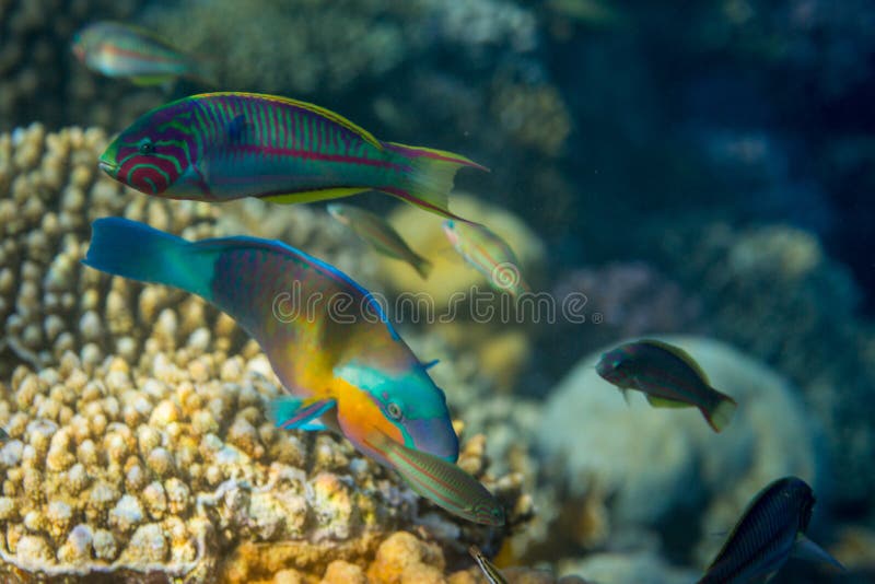 Rusty Parrotfish stock photo. Image of water, ferrugineus - 36639816