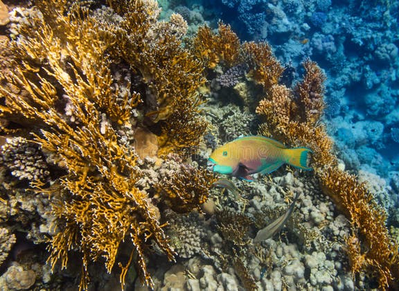 Rusty Parrotfish stock photo. Image of bright, egypt - 36639834