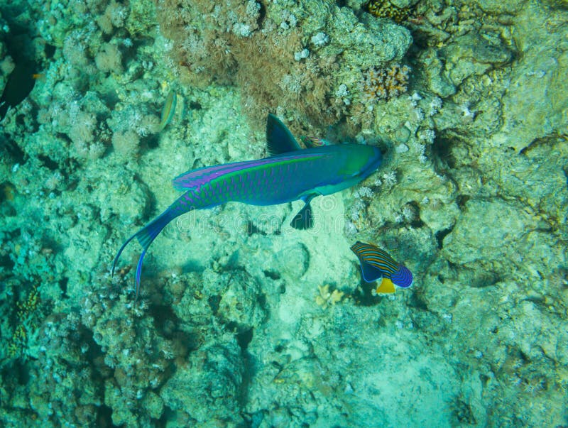 Rusty Parrotfish stock image. Image of underwater, scaridae - 36639835