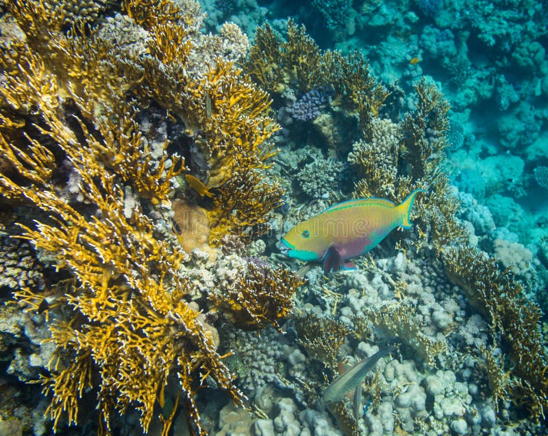 Rusty Parrotfish stock photo. Image of coral, dive, egypt - 36639836