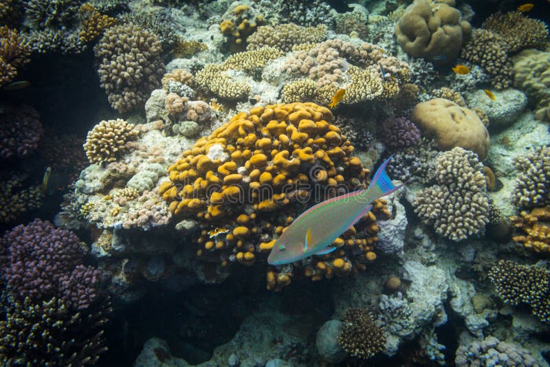 Rusty Parrotfish stock image. Image of dive, bottom, bright - 36639851