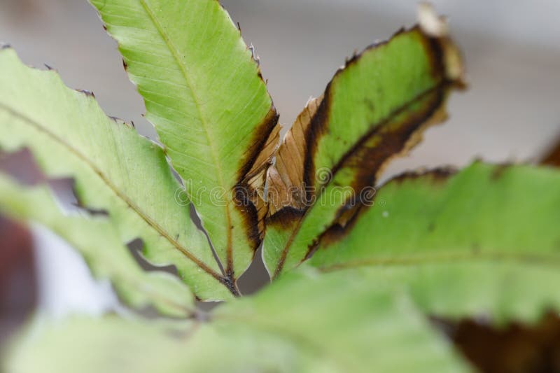Rusty Plant Leaf Close Up. Houseplant Disease Stock Image - Image of ...