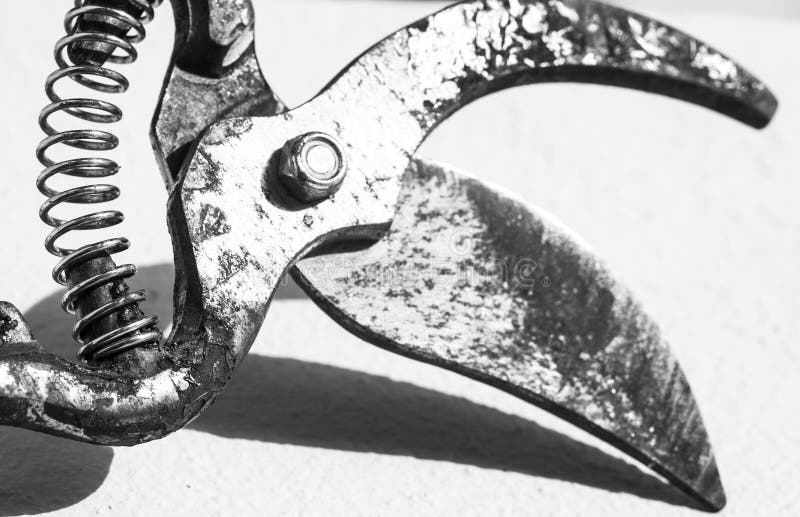 Rusty pruning shears stock image. Image of white, rusty - 36766699