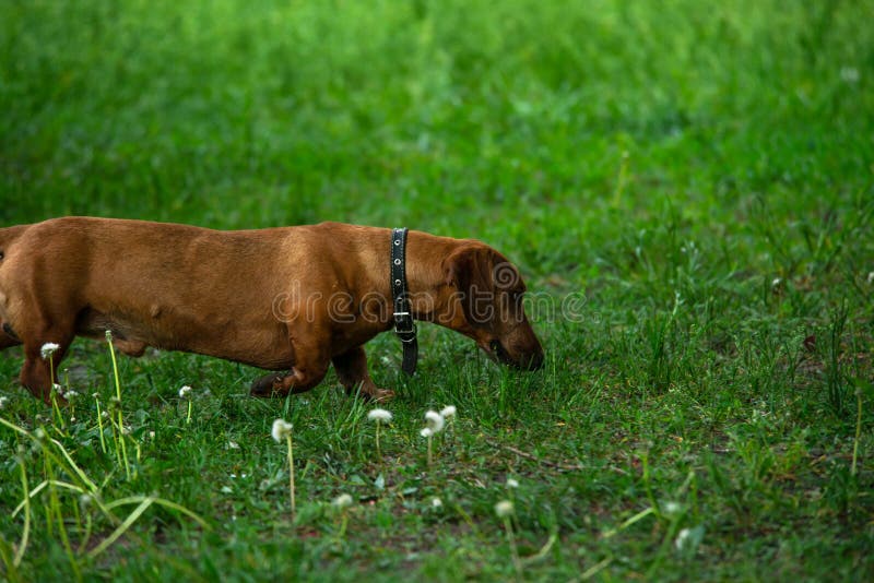 Rusty Red Dachshund Dog in Green Grass Stock Photo - Image of nature ...