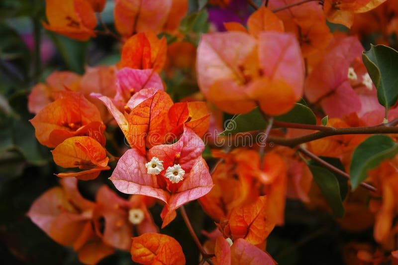Rusty Red Orange Plant Leaves Stock Image - Image of backdrop, color ...