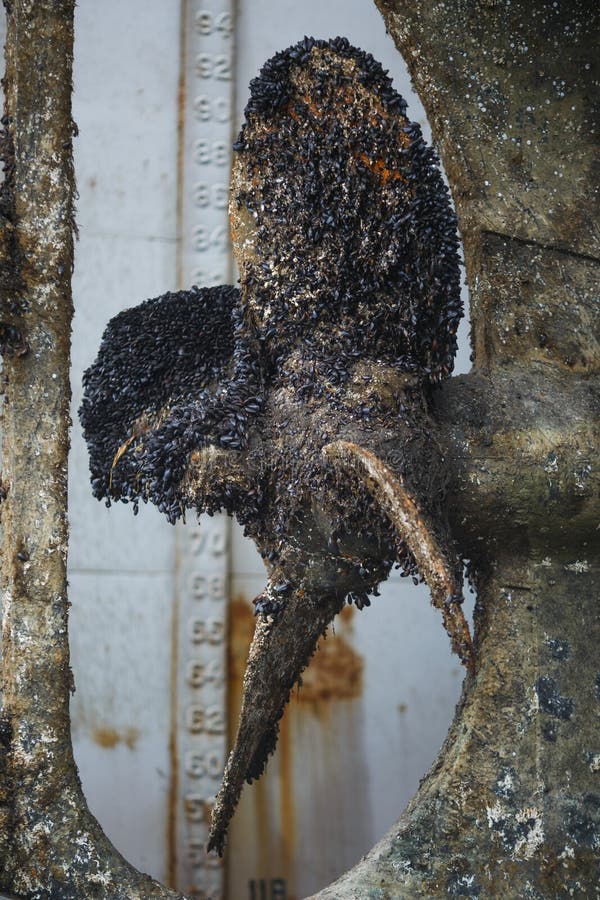 Rusty Ship Covered in Shells during Repair Work Stock Image - Image of ...