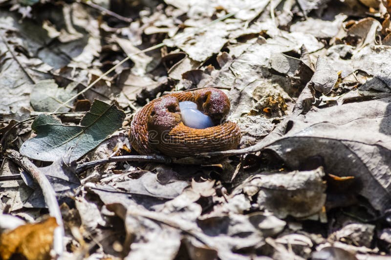 Rusty Slugs Larva Stock Photos - Free & Royalty-Free Stock Photos from ...