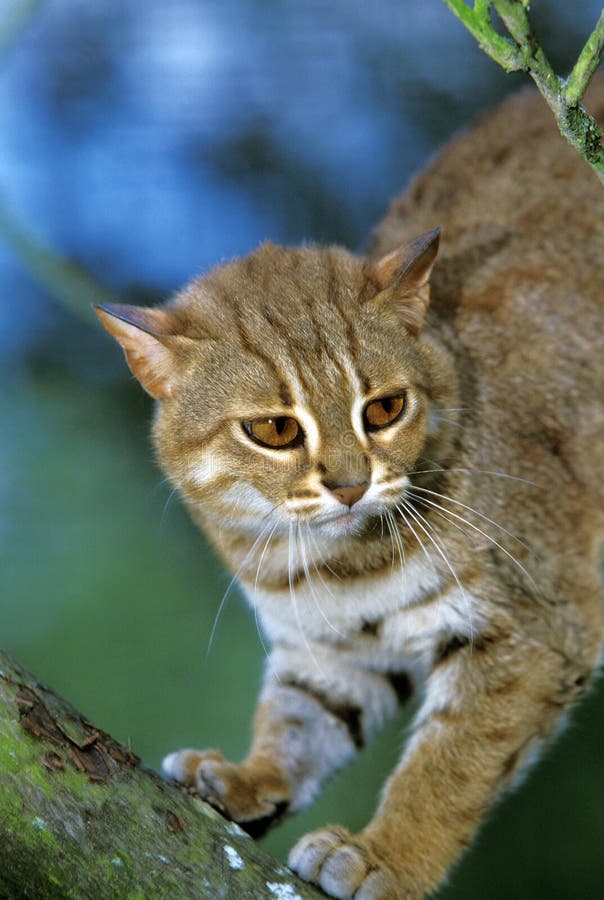 189 Rusty Spotted Cat Stock Photos - Free & Royalty-Free Stock Photos ...