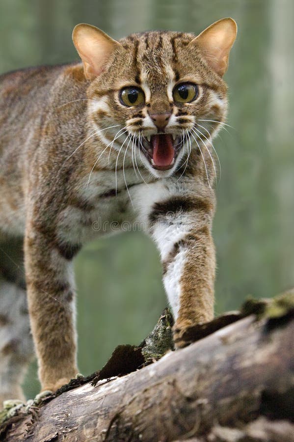 1,493 Snarling Cat Photos - Free & Royalty-Free Stock Photos from ...