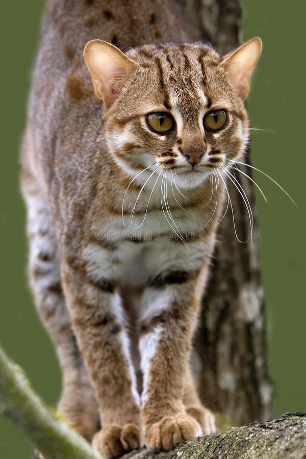 Rusty-Spotted Cat, Prionailurus Rubiginosus Standing on Branch Stock ...