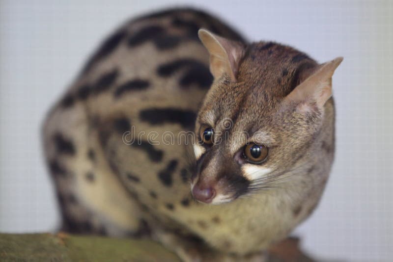 Genet stock photo. Image of spotting, rare, safari, tigrina - 1097226