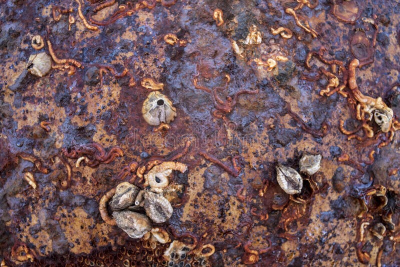 Rusty Texture on a Metallic Maritime Ball Stock Photo - Image of ...