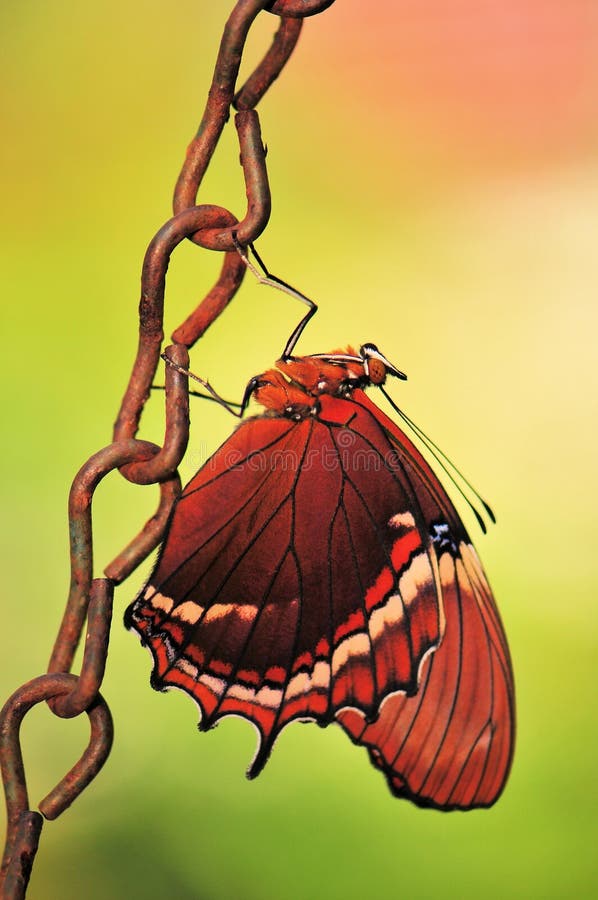 Rusty-tipped Page Butterfly Stock Image - Image of closeups, underside ...