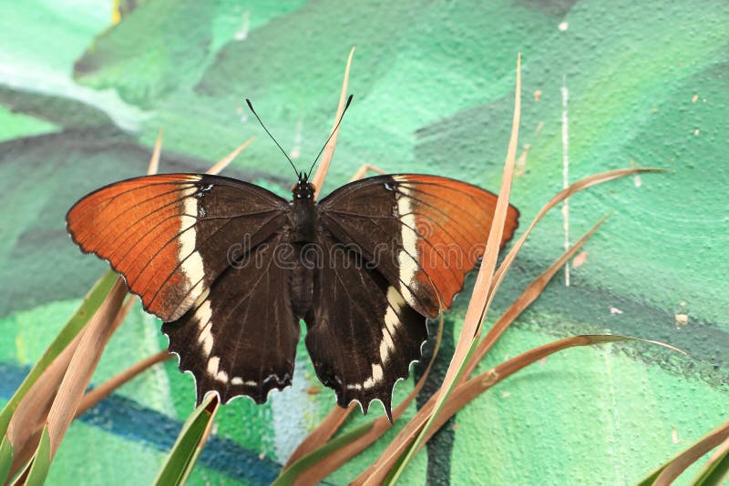 Rusty-tipped Page Butterfly Stock Image - Image of tipped, rusty: 261173529
