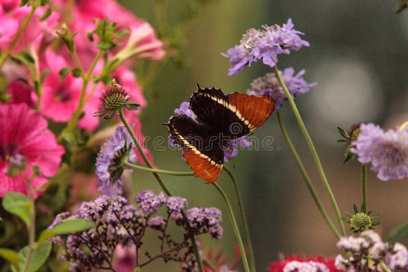 Rusty-tipped Page Butterfly, Siproeta Epaphus Stock Photo - Image of ...