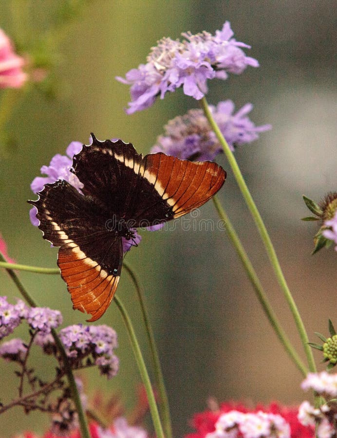 Rusty-tipped Page Butterfly, Siproeta Epaphus Stock Photo - Image of ...