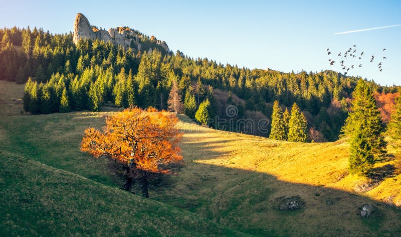 The rusty tree stock photo. Image of landscape, pale - 94496730