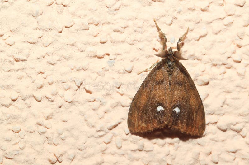 Rusty tussock moth stock image. Image of tussock, wall - 334060537