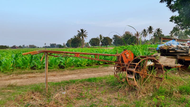 Rusty Water Wheel in the Rice Field Stock Image - Image of harvest ...
