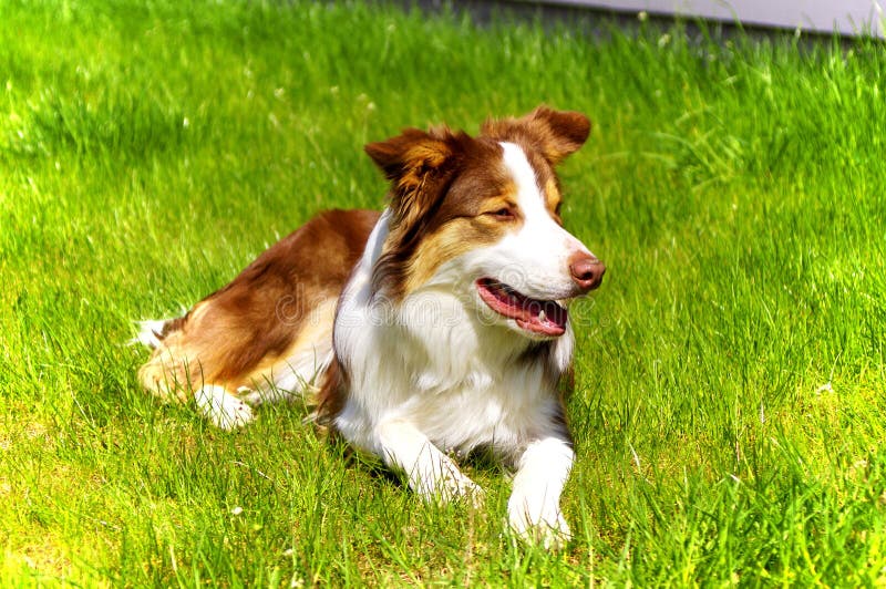 Rusty white Border Collie stock image. Image of collie - 115902971