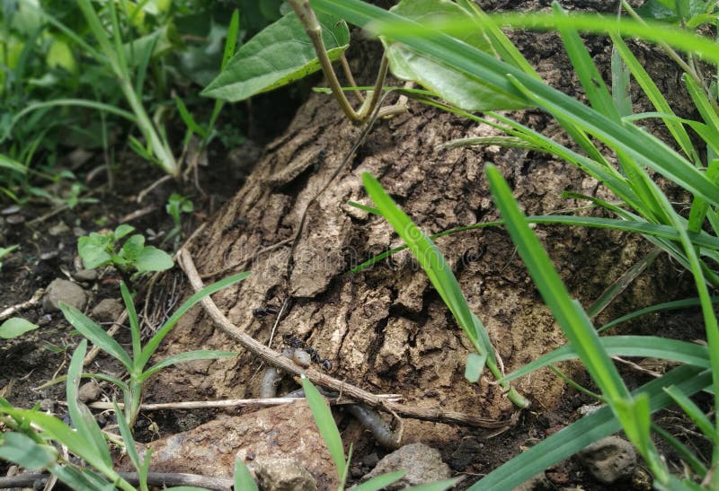 Rusty wood trunk stock photo. Image of produce, green - 209453232