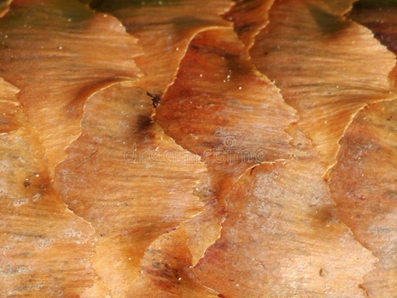 Spruce cone detail stock photo. Image of detail, cone - 117033300