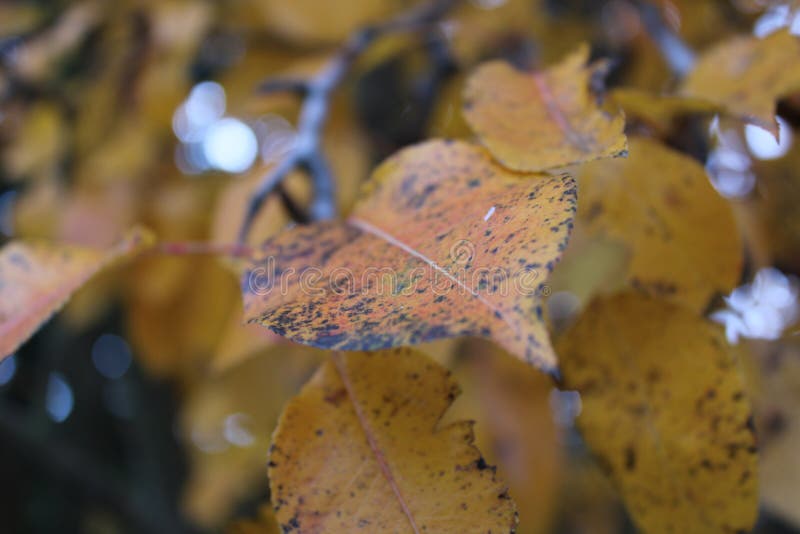 Rusty Yellow Pear Tree Leaves in Fall Stock Image - Image of close ...