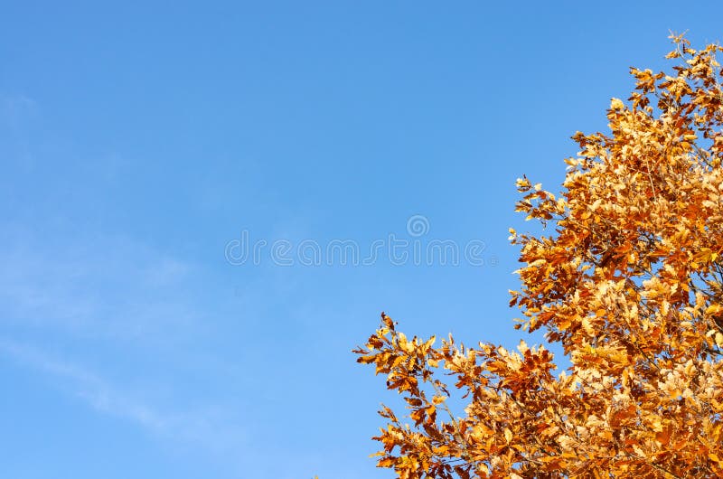 Rusty Yellow Trees in Forest during Autum Season Stock Image - Image of ...