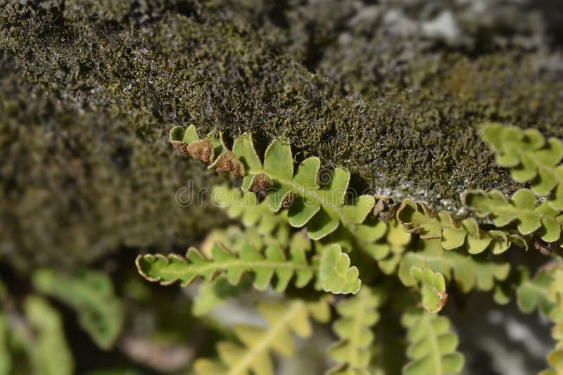 Rustyback fern stock image. Image of wall, green, plant - 346320805