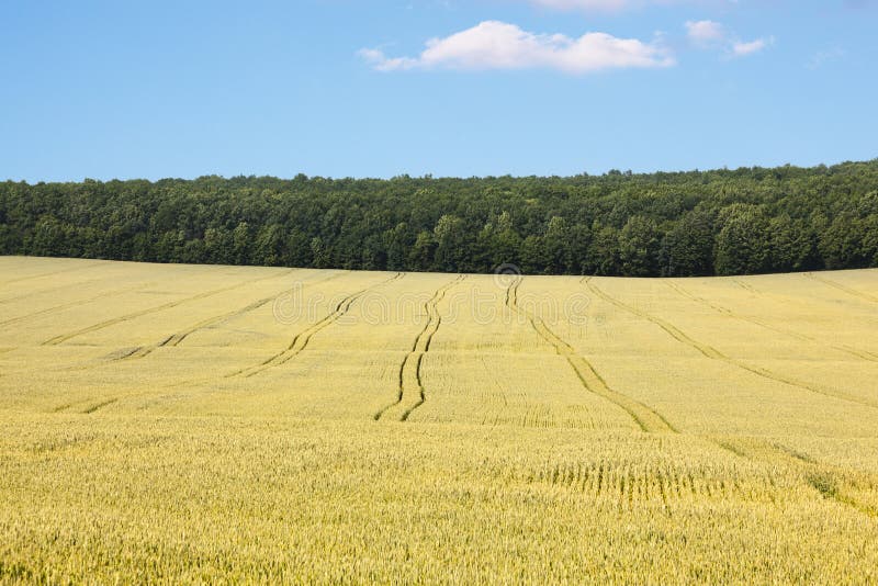 Rut on corn field stock image. Image of cloudscape, agrarian - 38561705