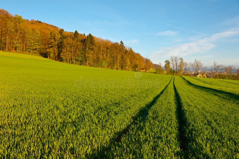 Rut on Grass stock photo. Image of cultivated, growth - 28029320