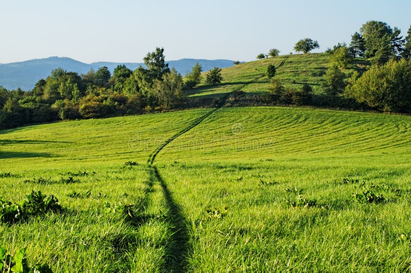 Rut in the Grass Growing through the Meadow Stock Image - Image of ...