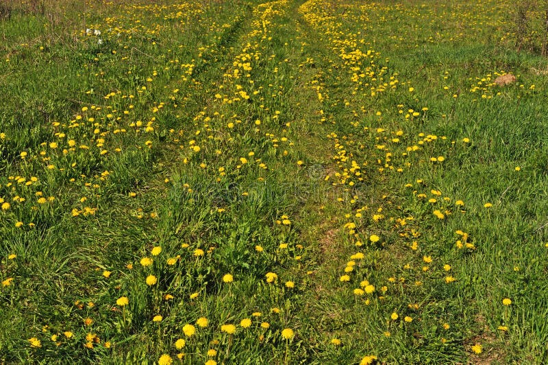 Rut in a meadow stock image. Image of landscape, growth - 35550297