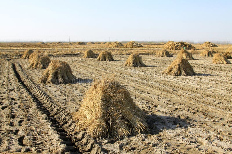 Rut and Piles of Rice in the Fields in Rural Areas Stock Photo - Image ...