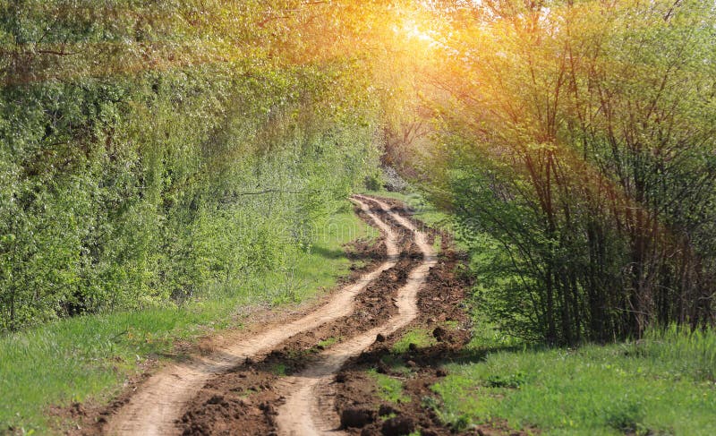 Rut road in green forest stock photo. Image of country - 190338260