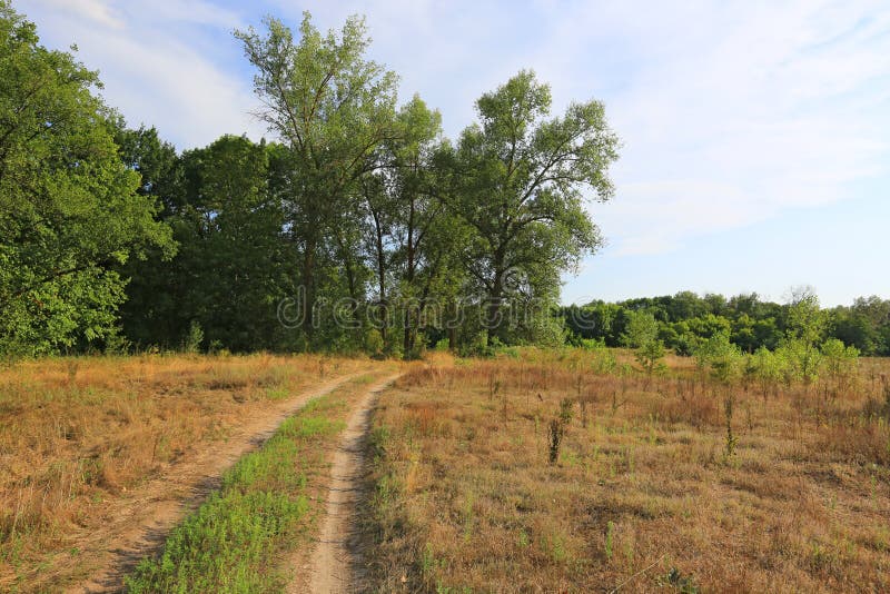 Rut Road on Meadow Border in Forest Stock Photo - Image of road, blue ...