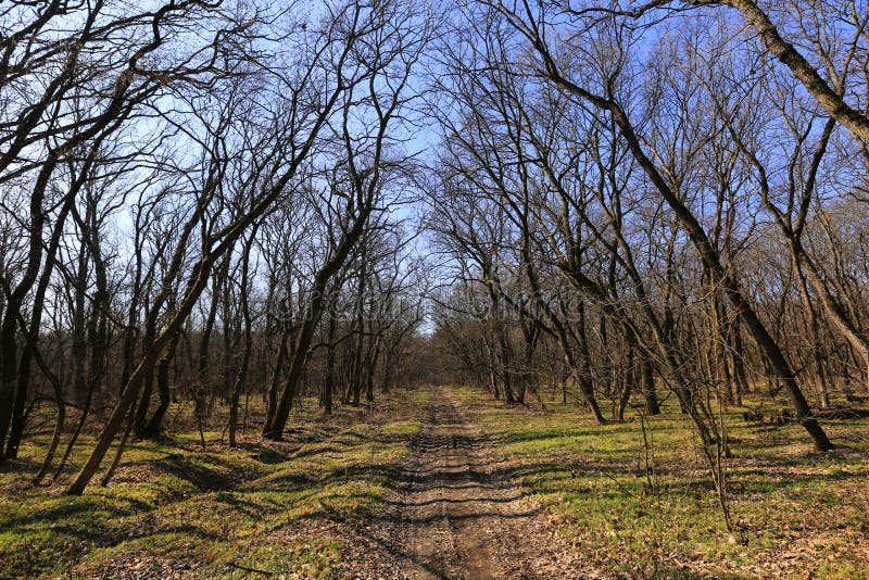 Rut road in spring forest stock photo. Image of outdoor - 38994932