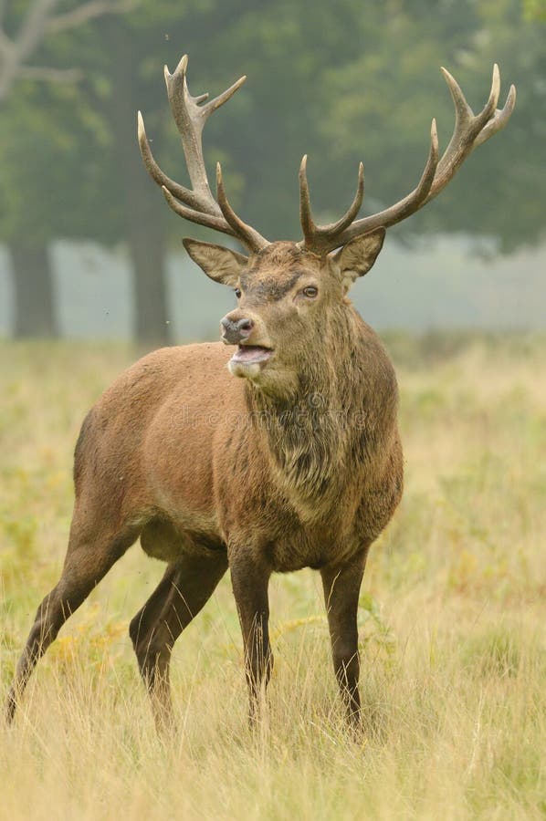 Red Deer, Deer, Cervus Elaphus Stock Photo - Image of wild, park: 113012854