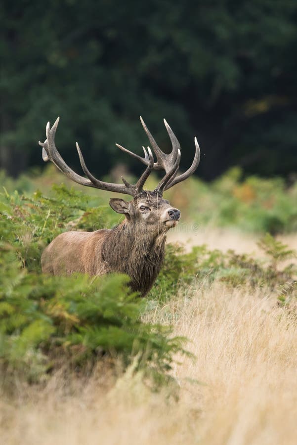 Red Deer, Deer, Cervus Elaphus Stock Photo - Image of male, woods ...