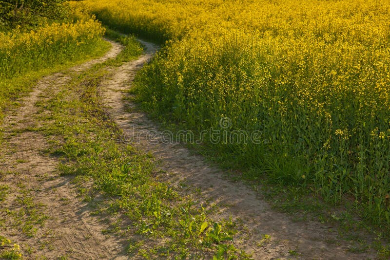 Rut in yellow field stock image. Image of crop, recreation - 25438321