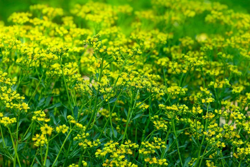 Ruta Comune, Ruta Graveolens Fotografia Stock - Immagine di amaro ...