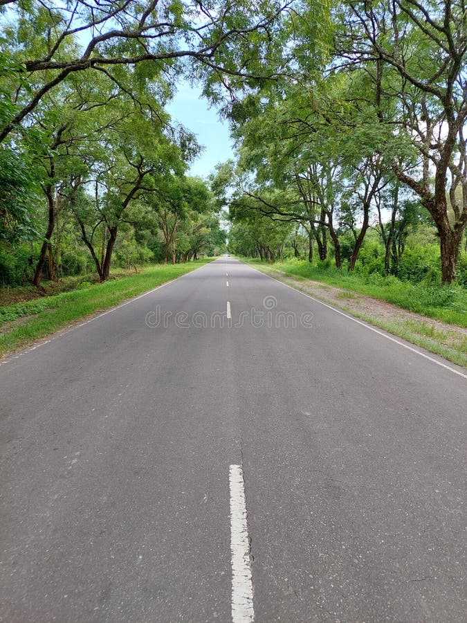 Ruta Forestal En El Paisaje Verde Imagen de archivo - Imagen de carril ...