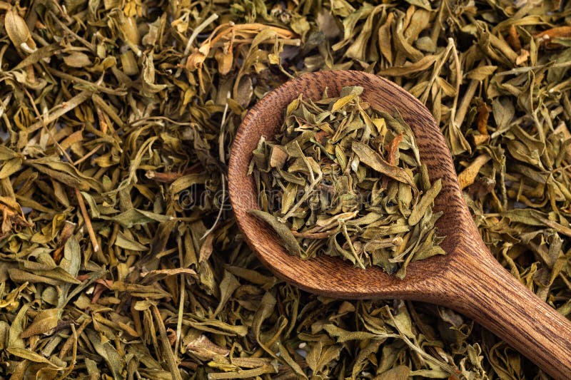 Ruta Graveolens - Dried Rue Leaves in the Spoon Stock Image - Image of ...