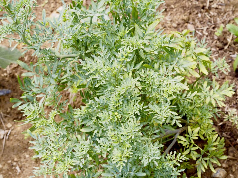 Ruta plant stock image. Image of growing, strong, bush - 94510667