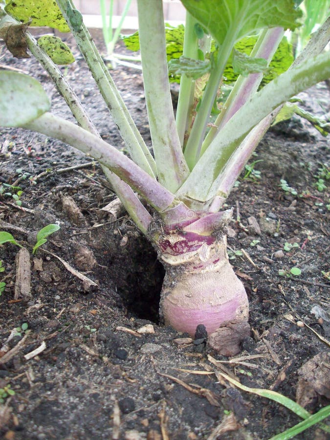 Rutabaga stock photo. Image of deep, green, observation - 59935446