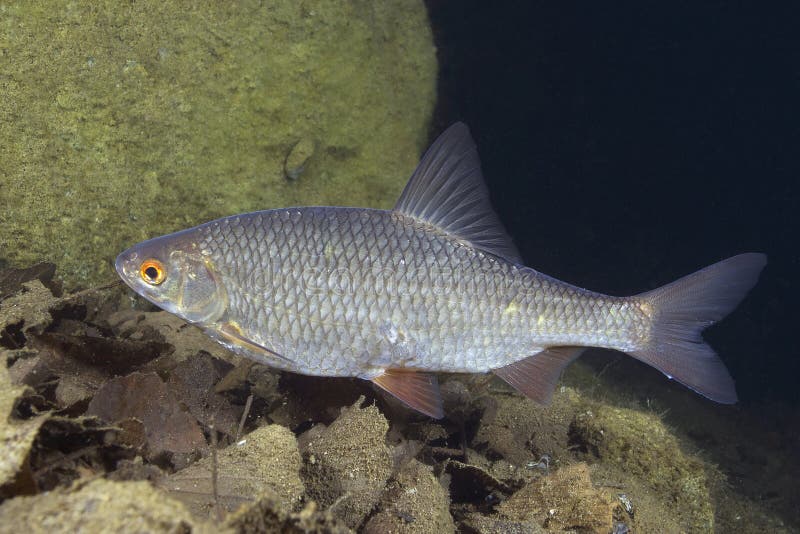 11,664 Photos de Gardon - Photos de stock gratuites et libres de droits ...