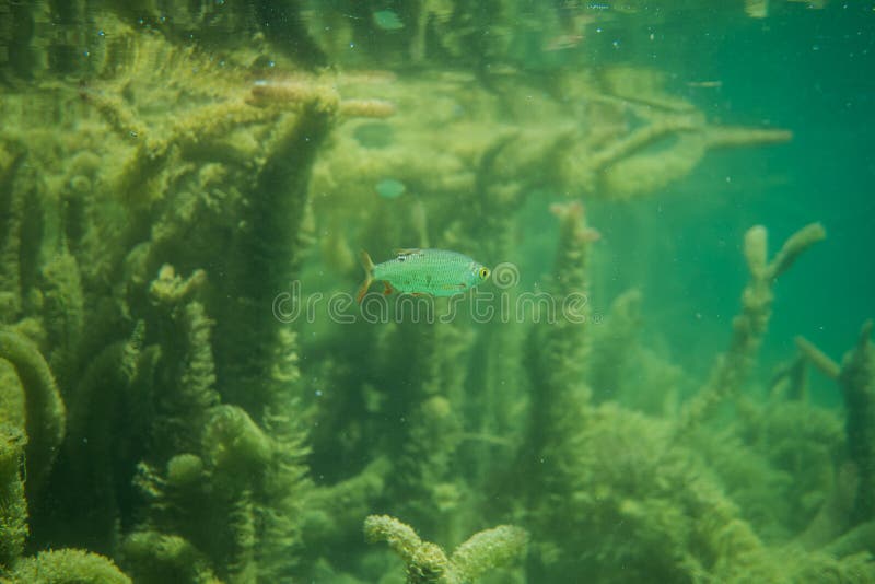 Rutilus Rutilus - Roach Fish in a Beautiful Lake in Austria, Underwater ...
