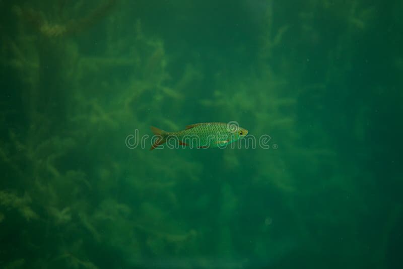 Rutilus Rutilus - Roach Fish in a Beautiful Lake in Austria, Underwater ...